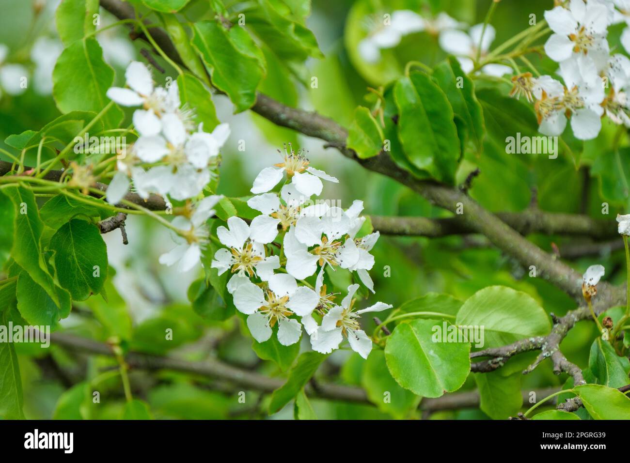Pyrus cordata, Plymouth pear, Pyrus communis cordata, creamy white ...