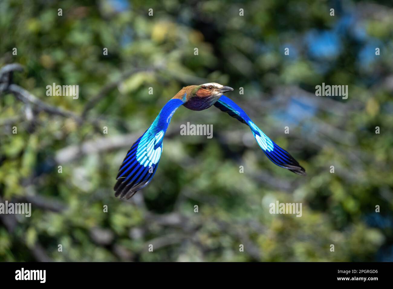 Lilac-breasted roller with catchlight flies towards camera Stock Photo ...