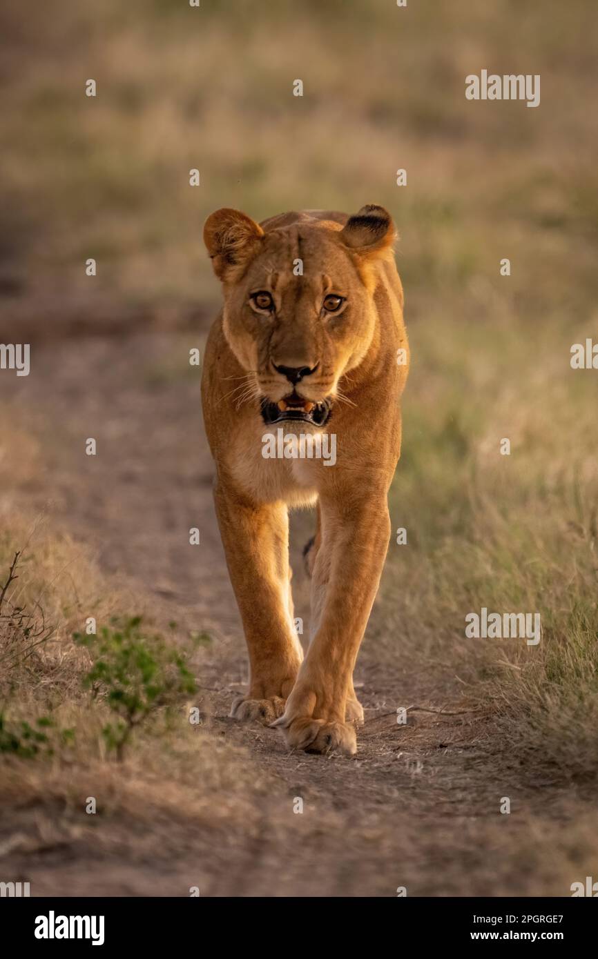Female lion walking towards camera hi-res stock photography and images ...