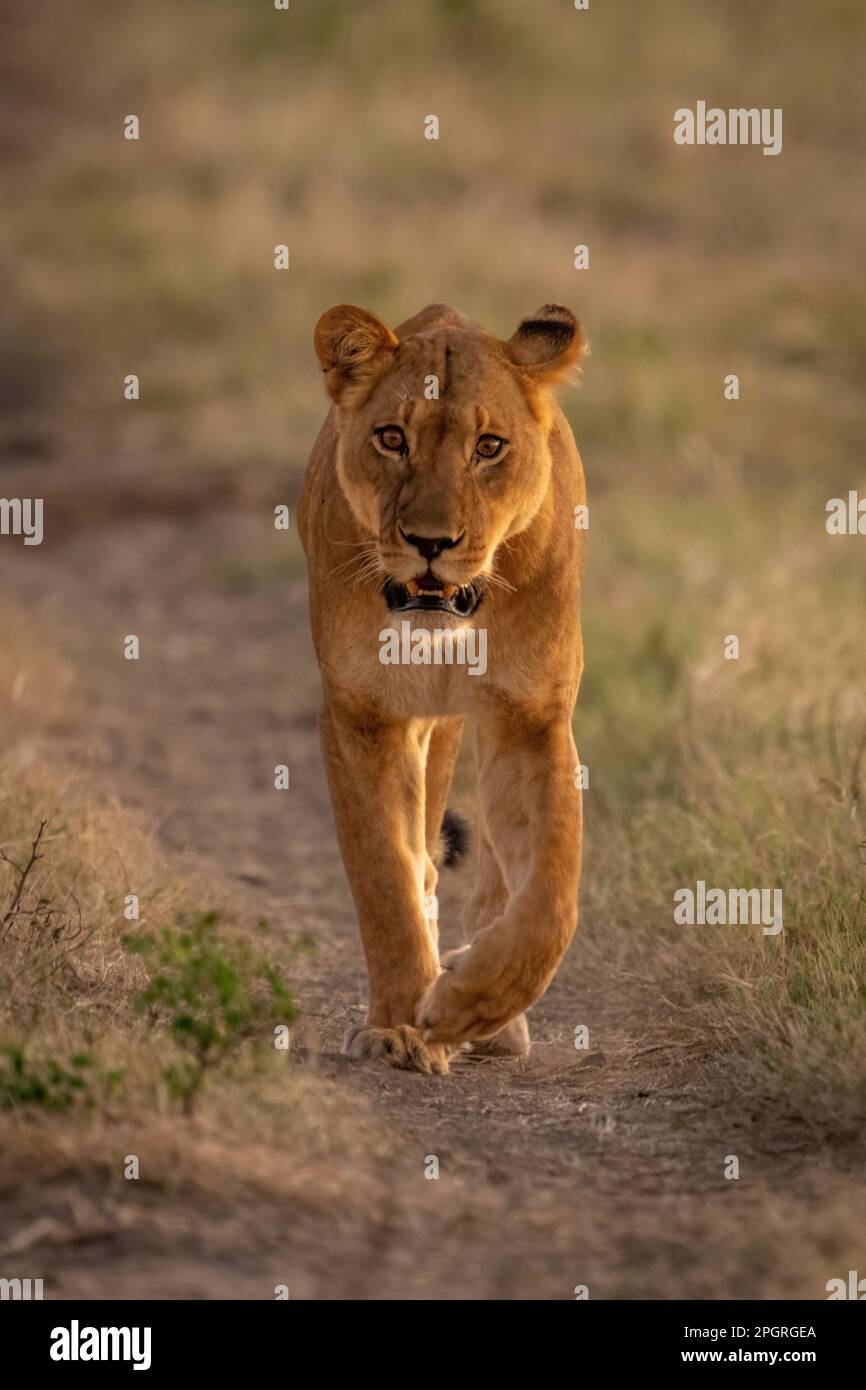 Female lion walking towards camera hi-res stock photography and images ...