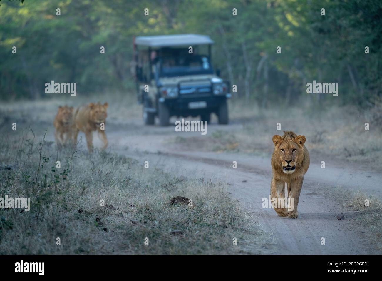 Male lion walking away from hi-res stock photography and images - Alamy