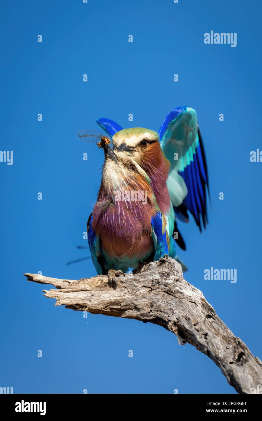 Lilac-breasted rollers mating on stump in sunshine Stock Photo - Alamy