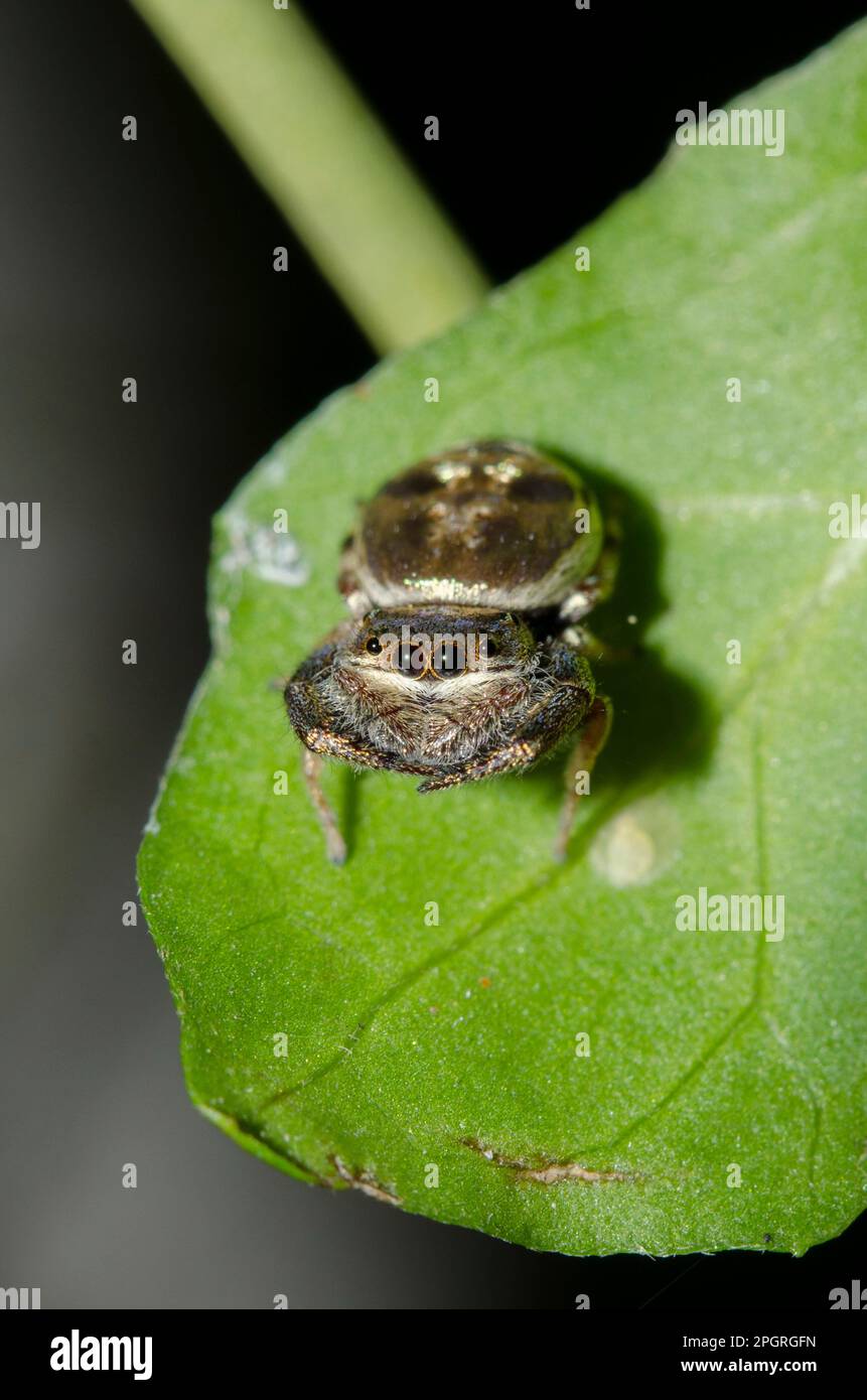 Simaetha sp hi-res stock photography and images - Alamy