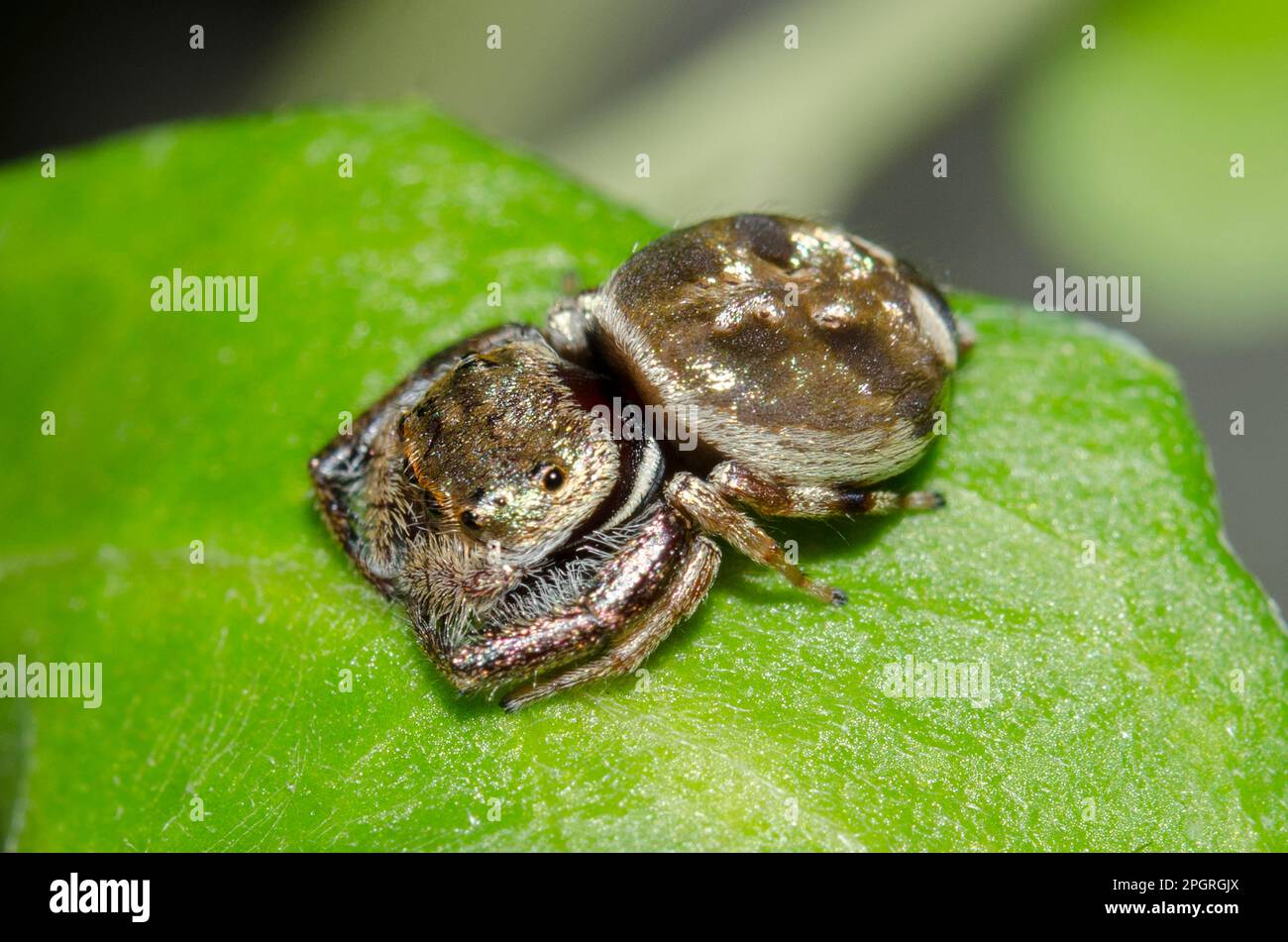 Simaetha sp hi-res stock photography and images - Alamy