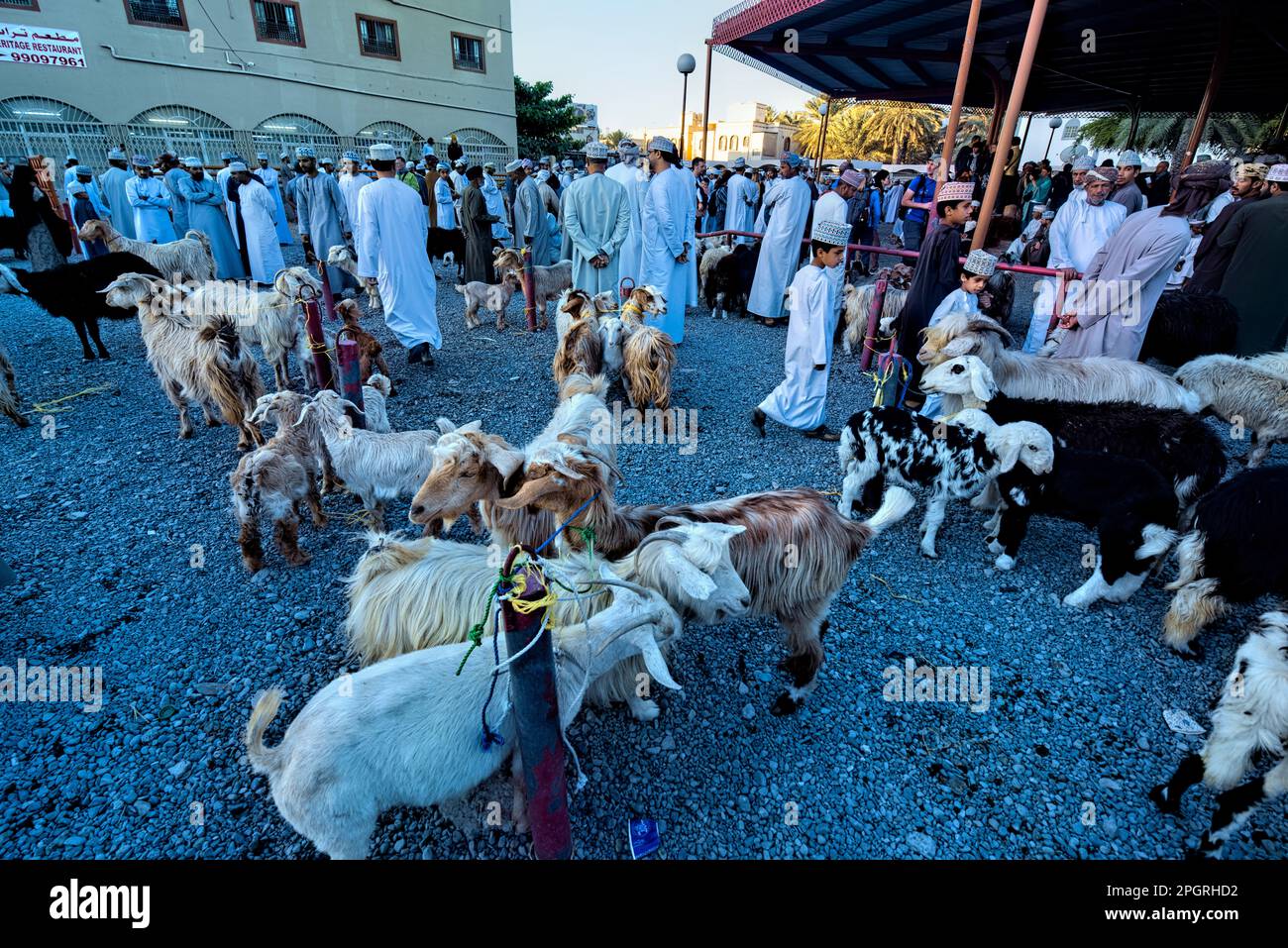 Culture and tradition animals market scenes tribes and ethnicity hi-res ...