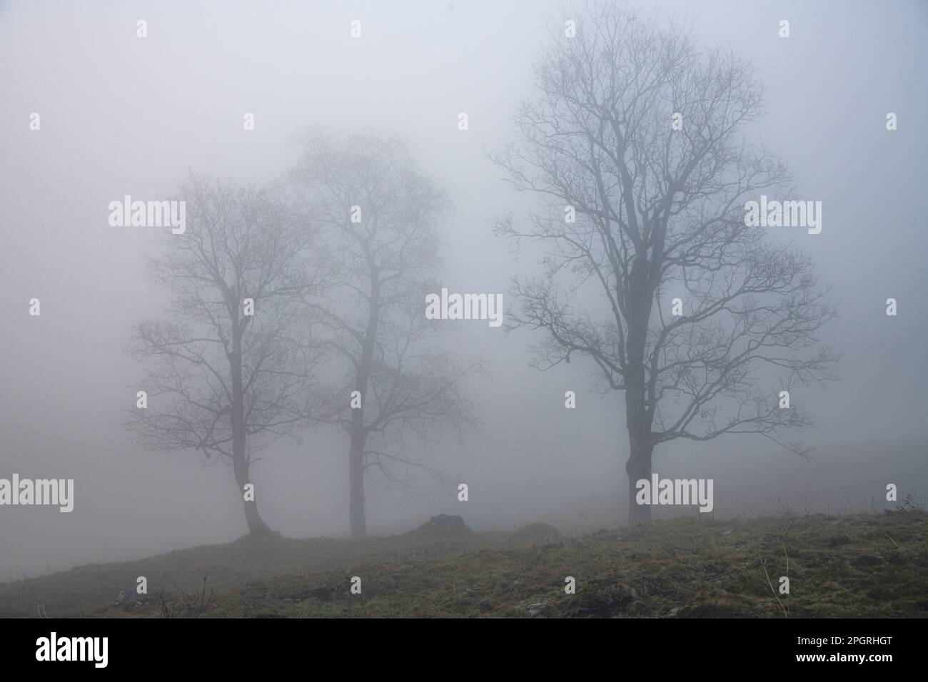 Three lonely trees hi-res stock photography and images - Alamy