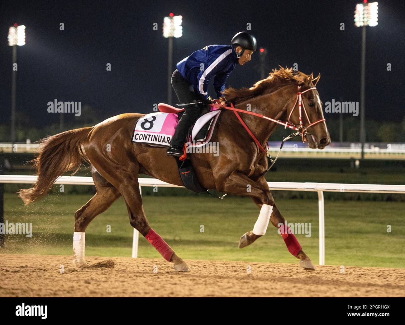 Japan's UAE Derby hopeful Continuar exercises in the morning track work ...