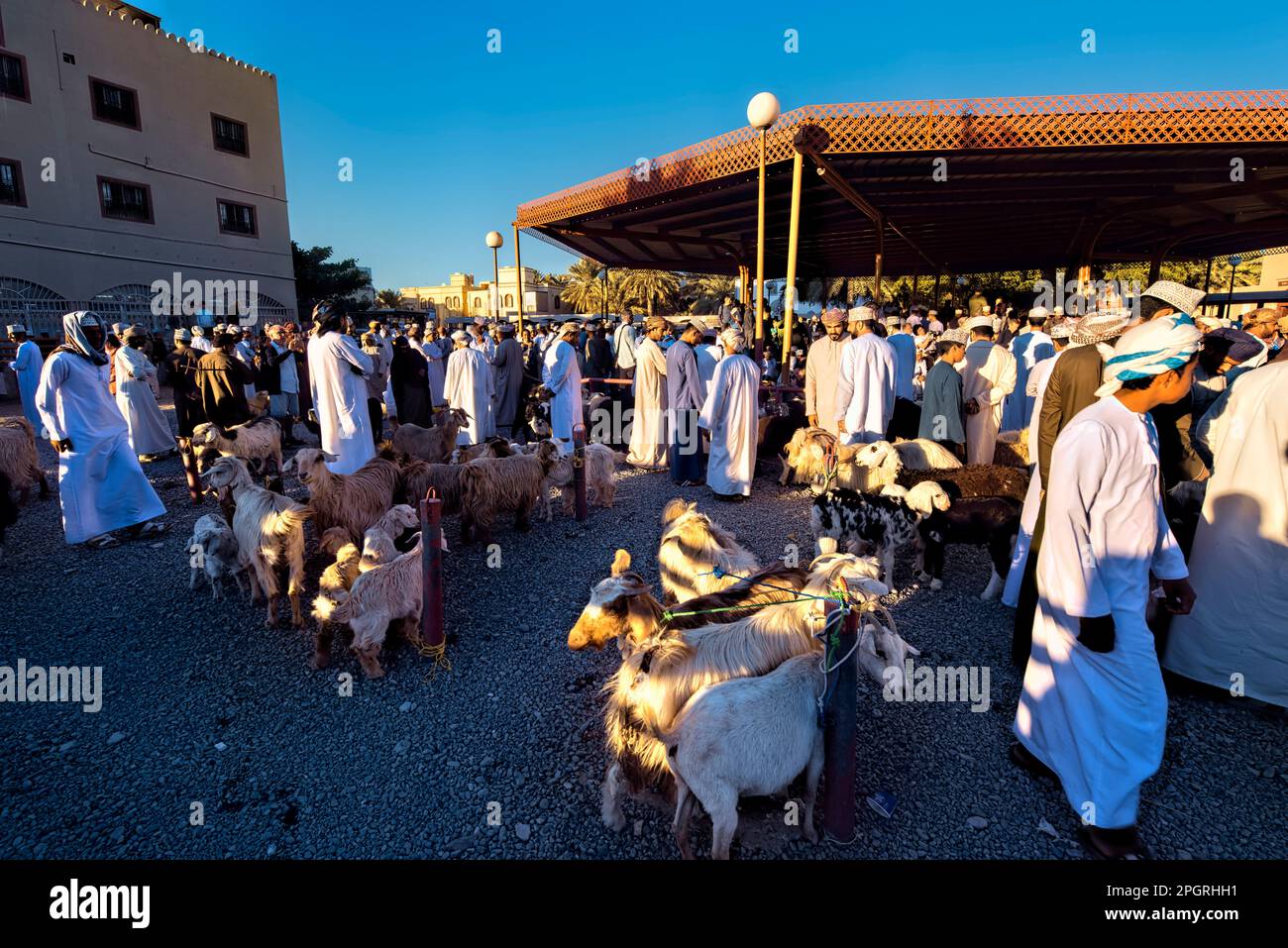 Culture and tradition animals market scenes tribes and ethnicity hi-res ...