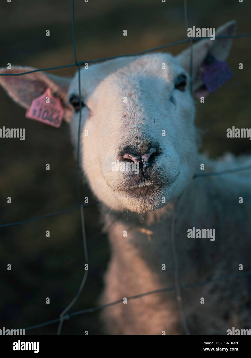 Happy sheep in norway hi-res stock photography and images - Alamy