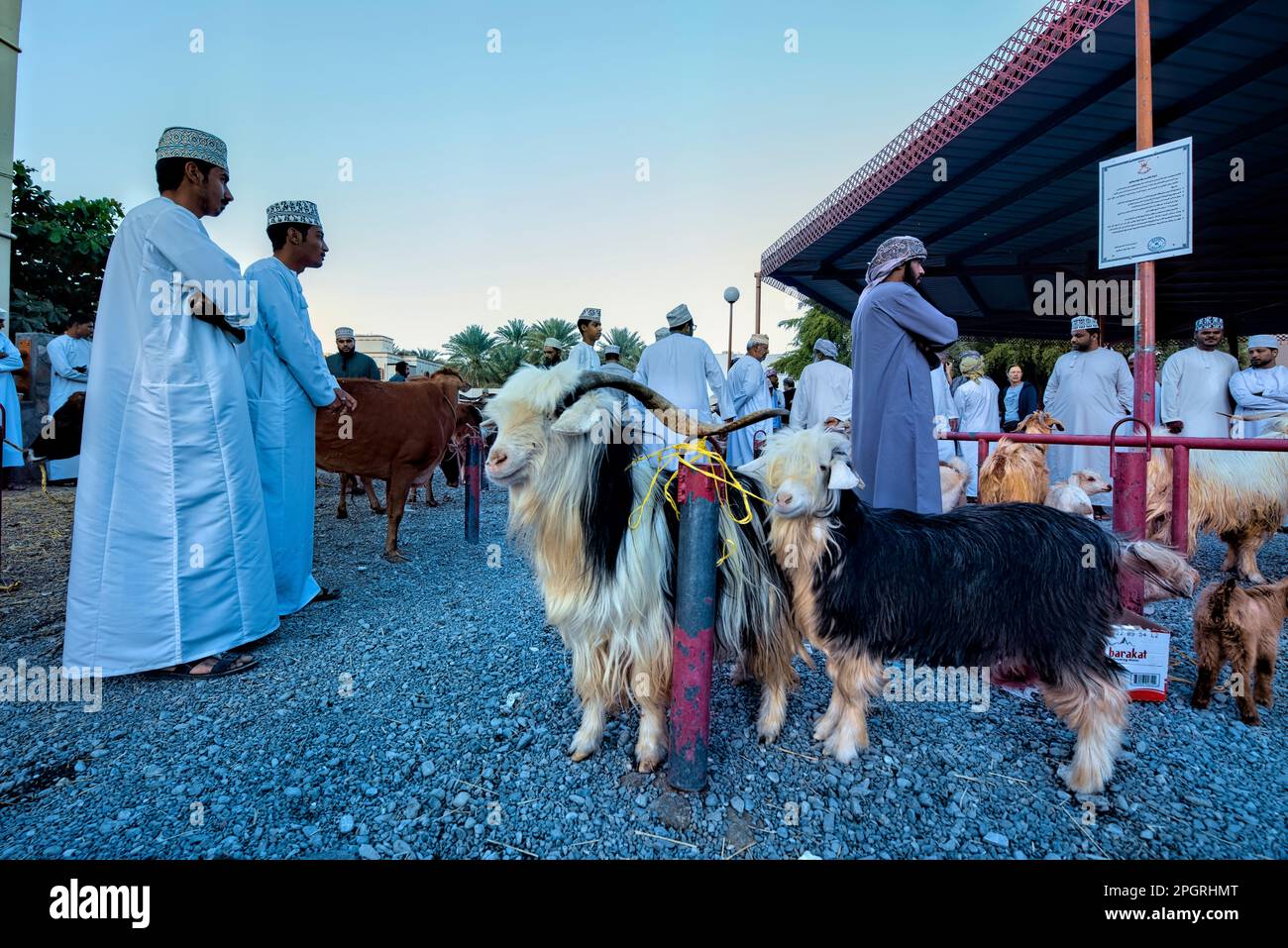 Culture and tradition animals market scenes tribes and ethnicity hi-res ...