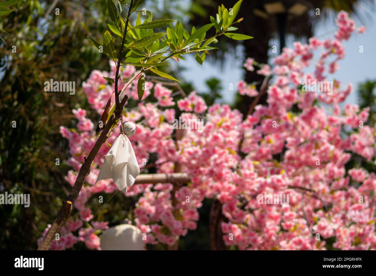 A rain doll hanging over a cherry blossom tree Stock Photo - Alamy