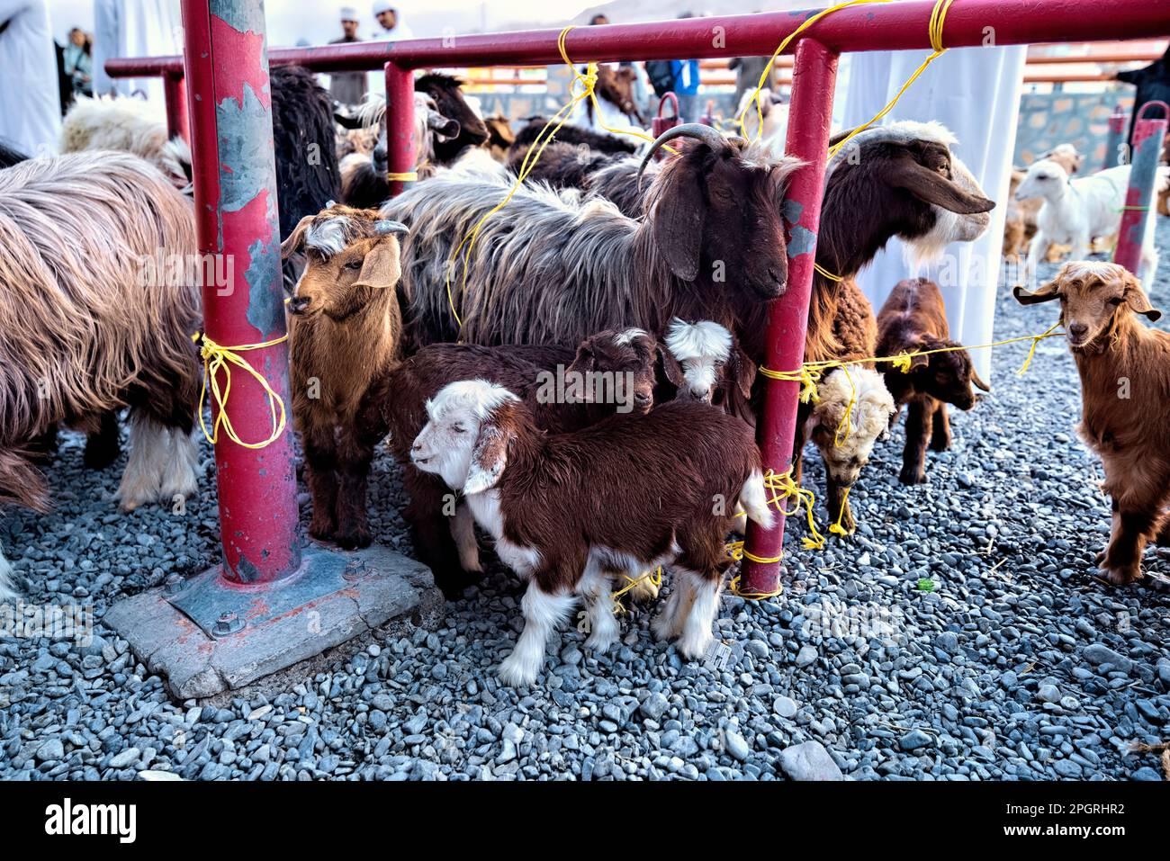 Goats ready for sale at the Friday animal market, Nizwa, Oman Stock ...