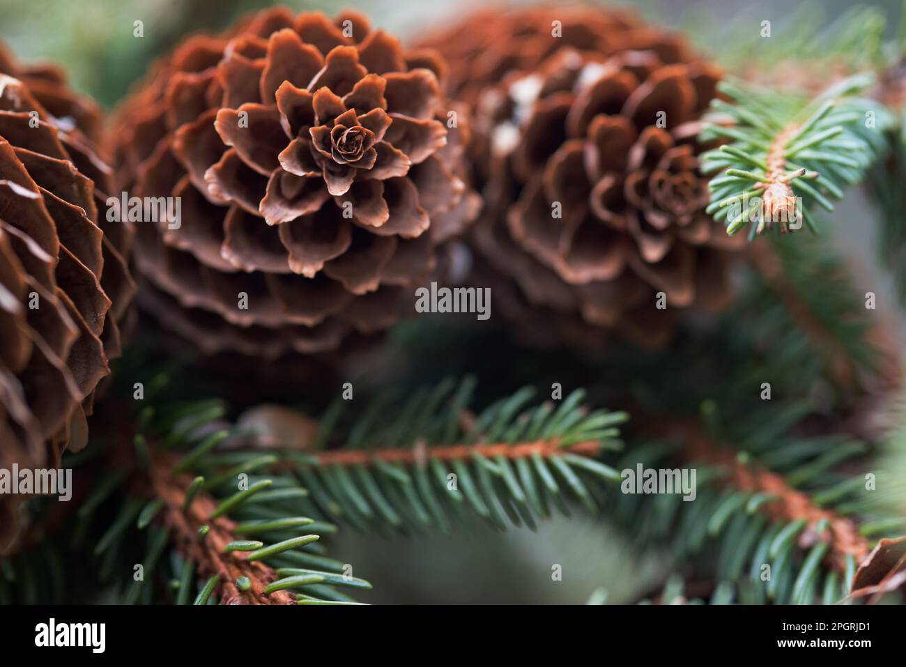 alcune belle pigne di abete in montagna Stock Photo - Alamy