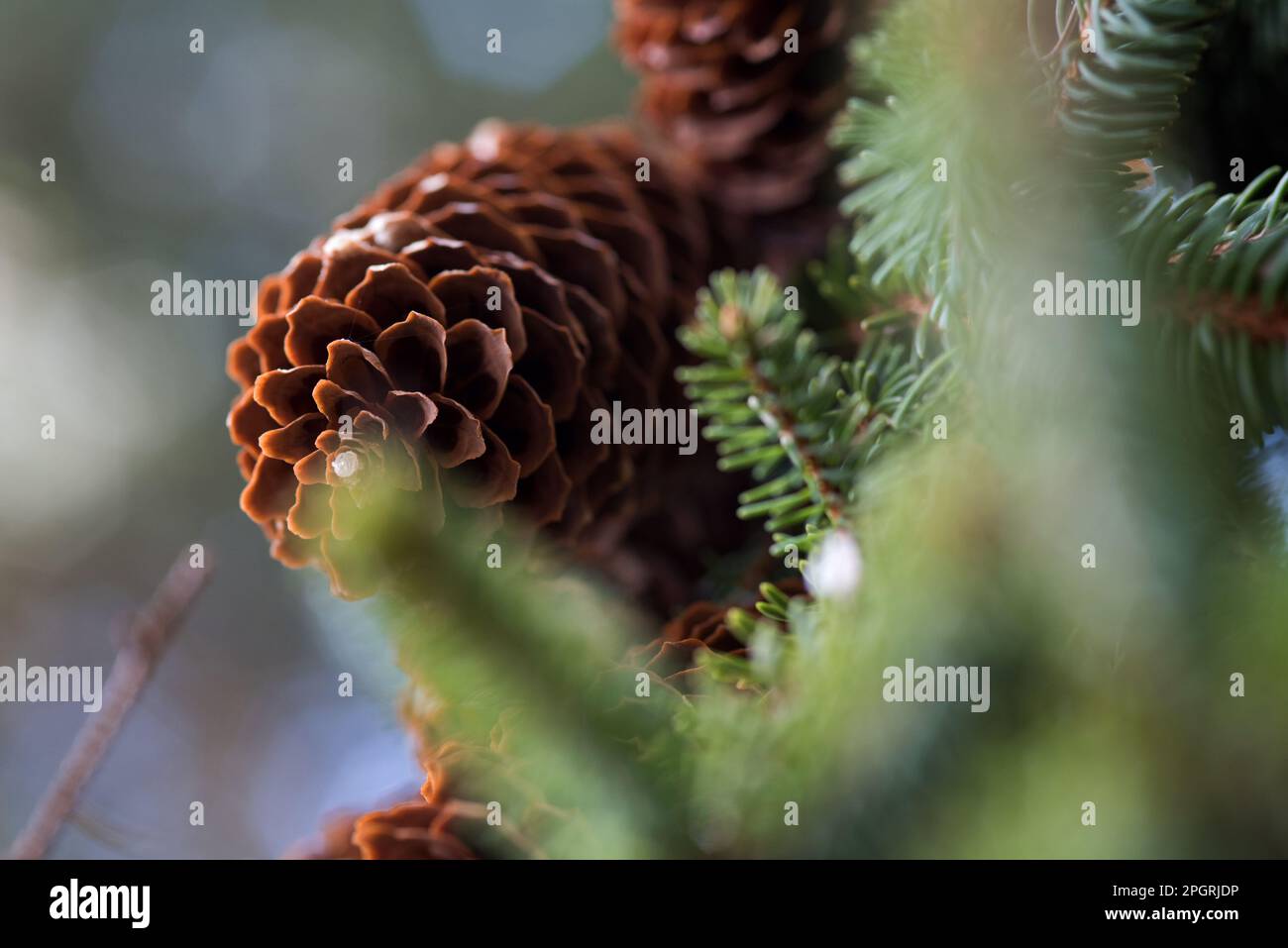 alcune belle pigne di abete in montagna Stock Photo - Alamy
