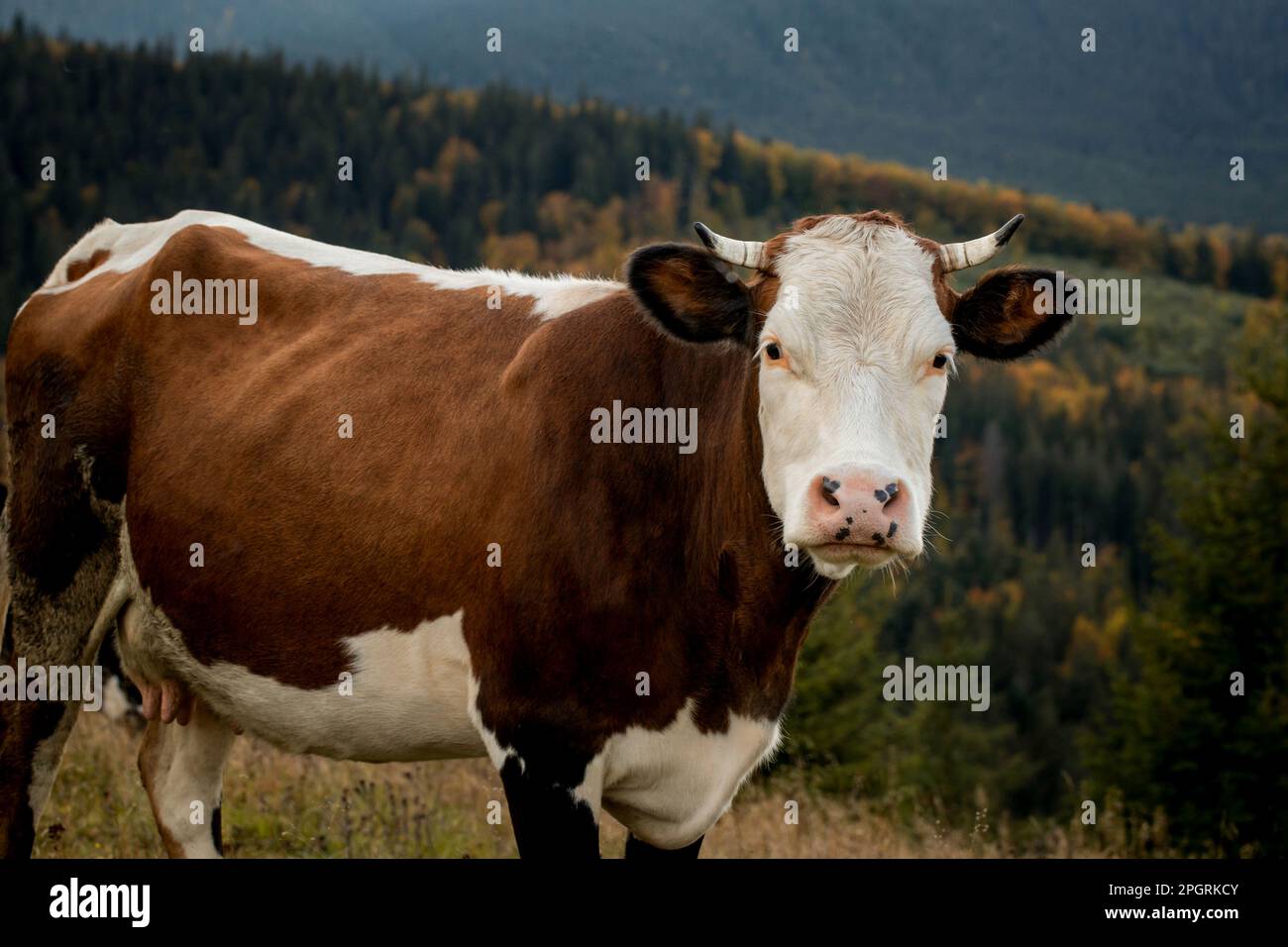 Close-up of a cow on a mountain pasture, healthy cow grazing Stock ...