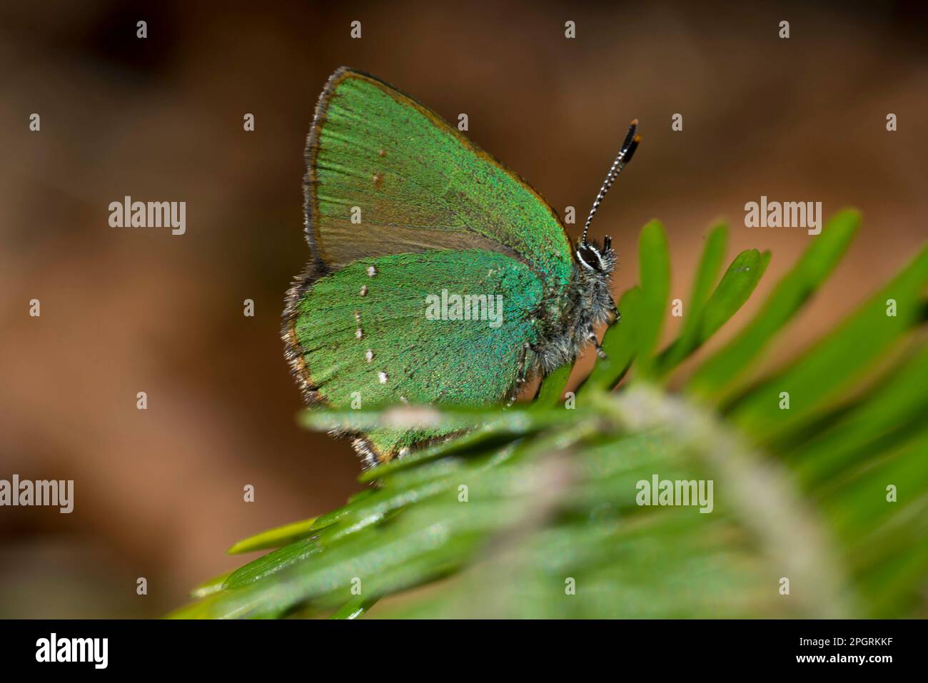 una bella farfalla mentre si riposa al sole Stock Photo - Alamy
