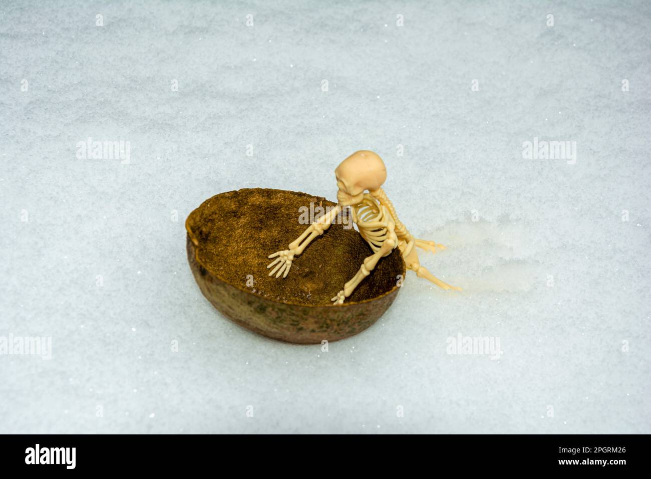 skeleton rides on the hemisphere as on a sled in the snow Stock Photo ...