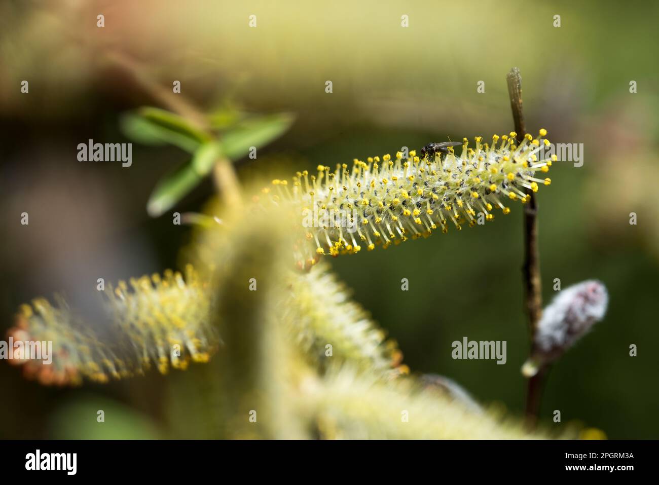 Alberi sole primavera natura hi-res stock photography and images - Alamy