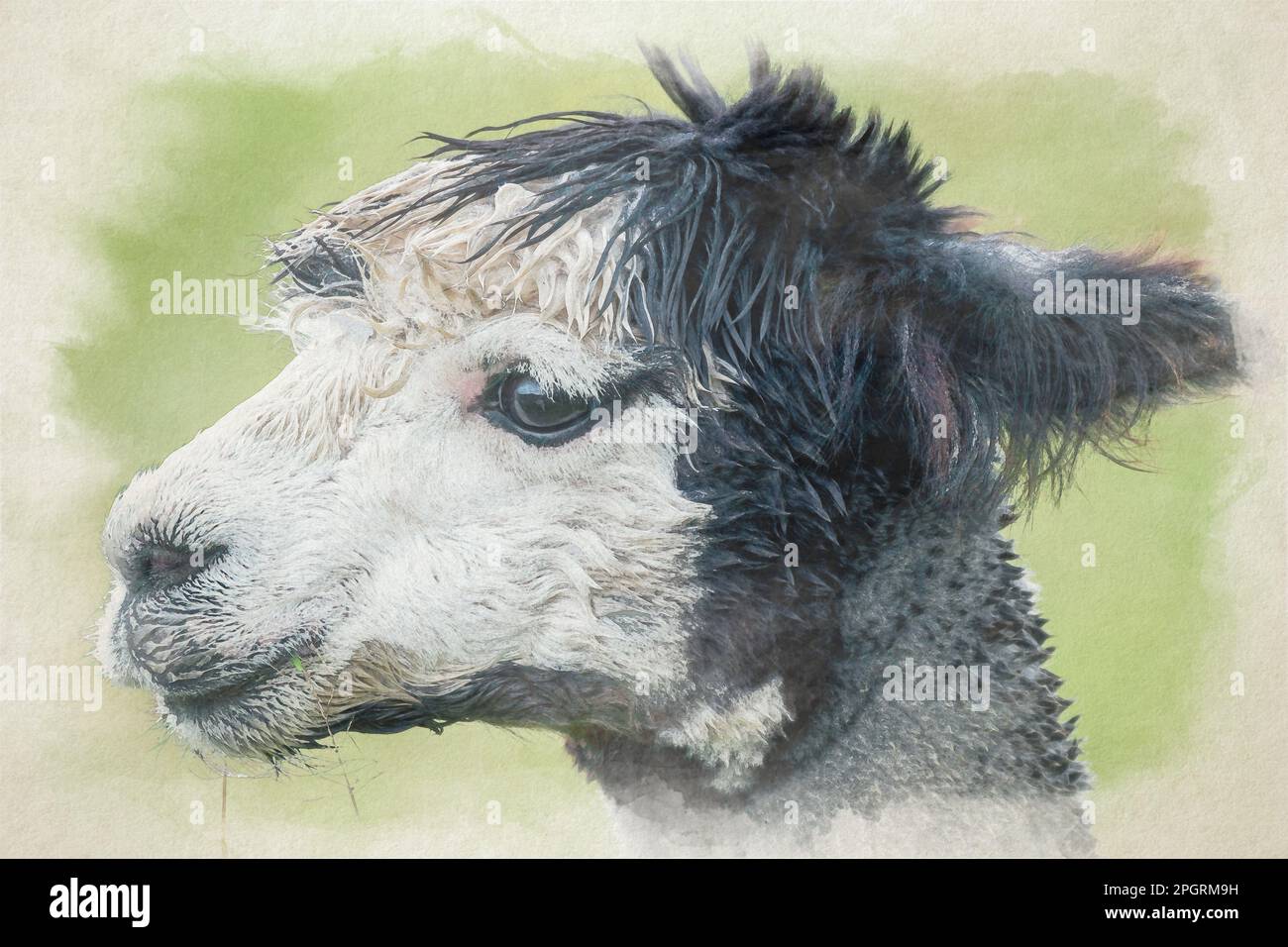 Digital watercolour painting of a closeup portrait headshot of an ...