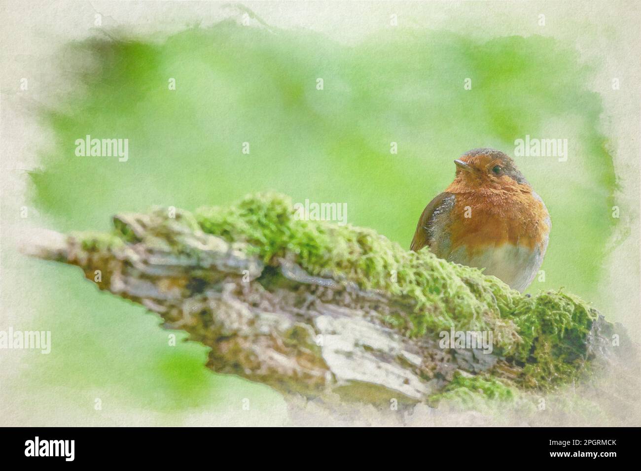 A digital watercolour painting of a European Robin redbreast, Erithacus ...
