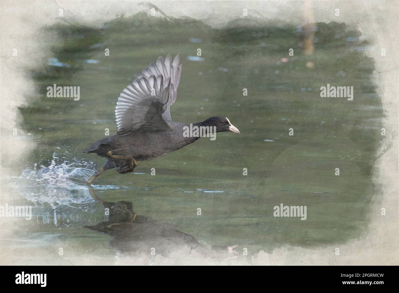Digital watercolour painting of an Eurasian, or Common Coot Fulica atra ...