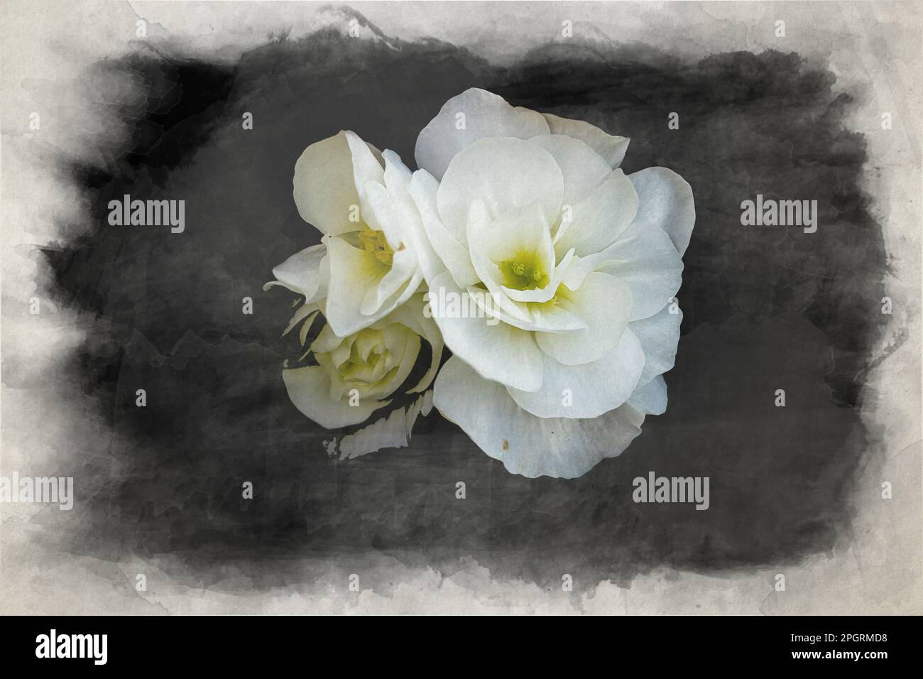 A digital watercolour painting of a bright white flower in bloom ...