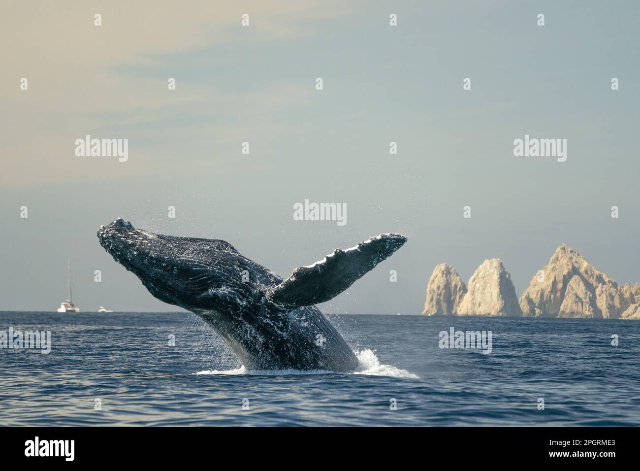 humpback whale breaching in cabo san lucas baja california sur mexico ...