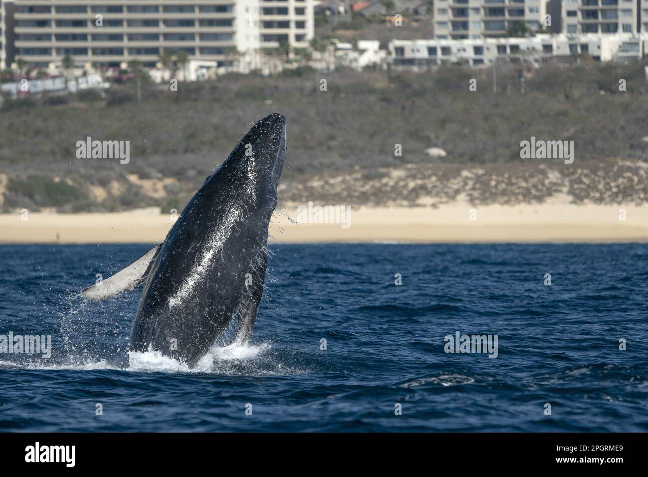 humpback whale newborn calf breaching in cabo san lucas baja california ...