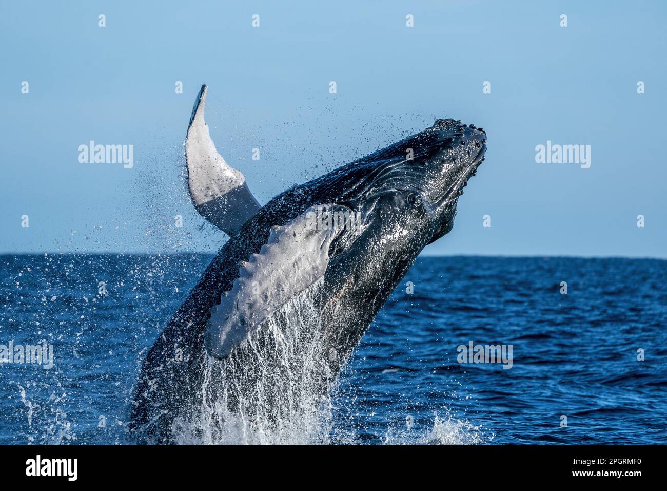 humpback whale breaching in cabo san lucas baja california sur mexico ...