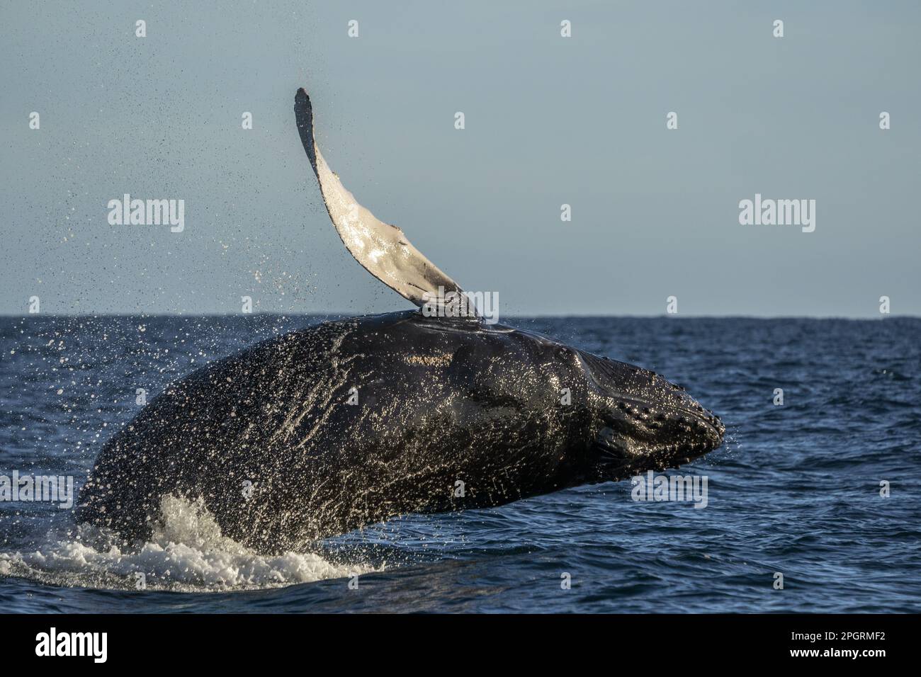 humpback whale breaching in cabo san lucas baja california sur mexico ...