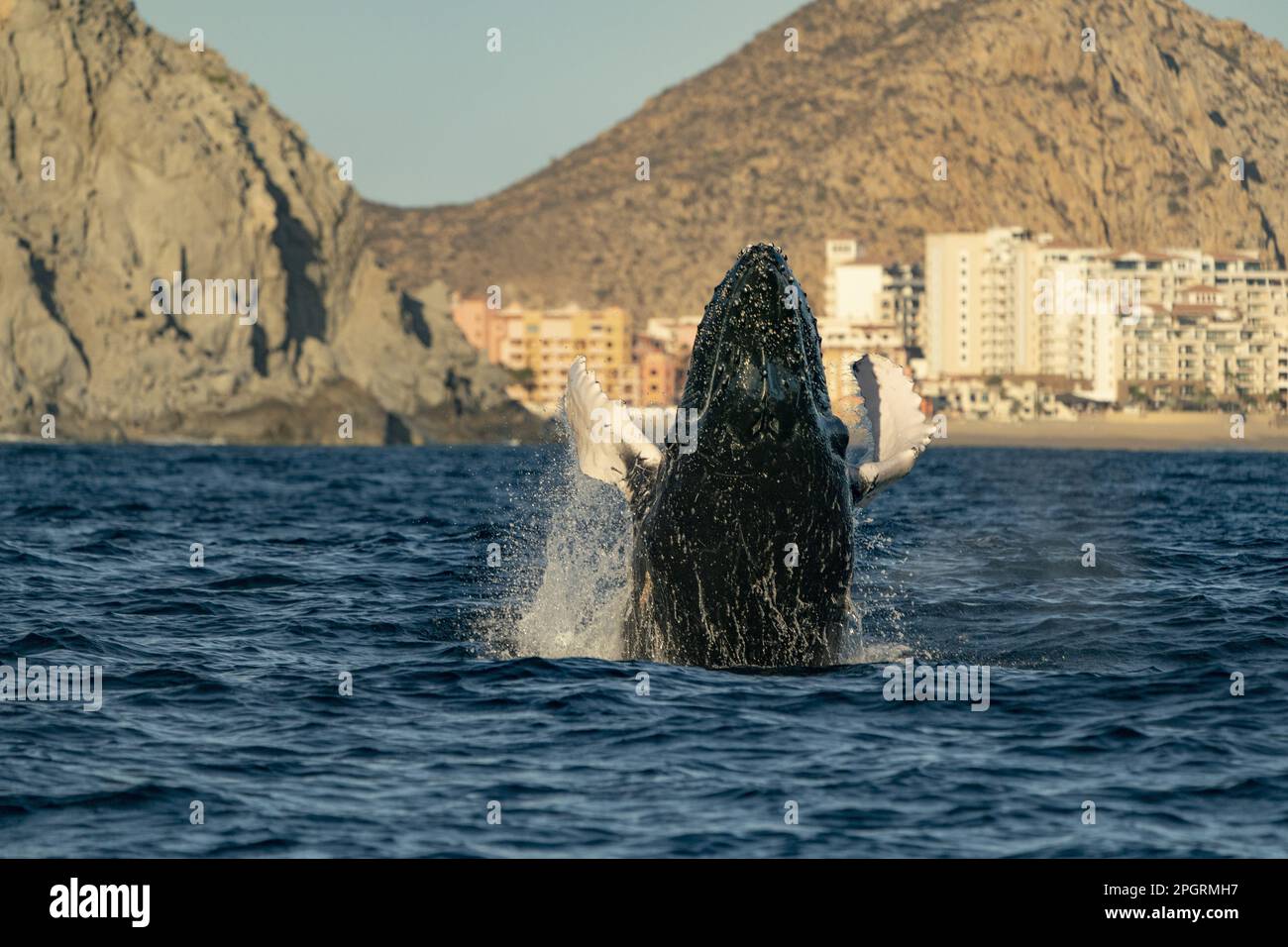 humpback whale breaching in cabo san lucas baja california sur mexico ...