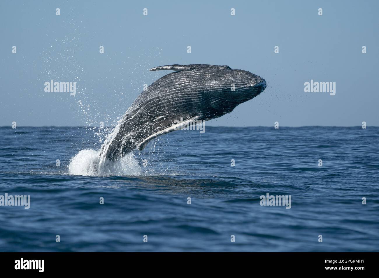 humpback whale breaching in cabo san lucas baja california sur mexico ...