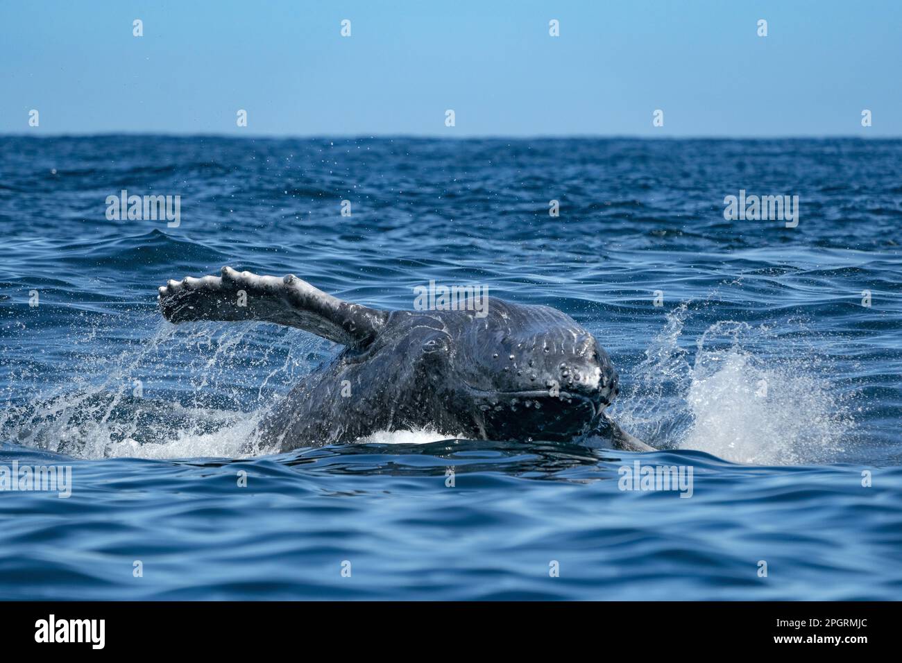 humpback whale breaching in todos santos cabo san lucas baja california ...