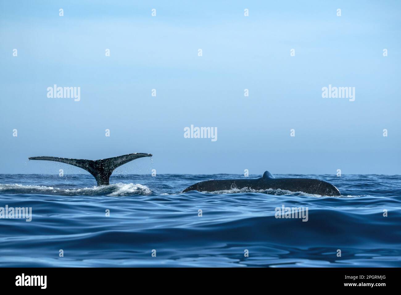 two humpback whales tail while diving together in todos santos cabo san ...