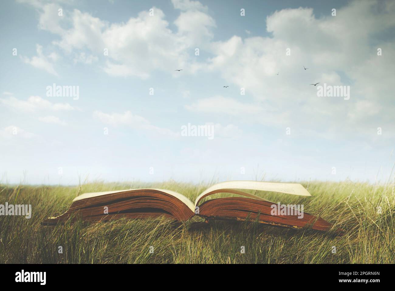 surreal open book ready to be read in a wild meadow Stock Photo - Alamy