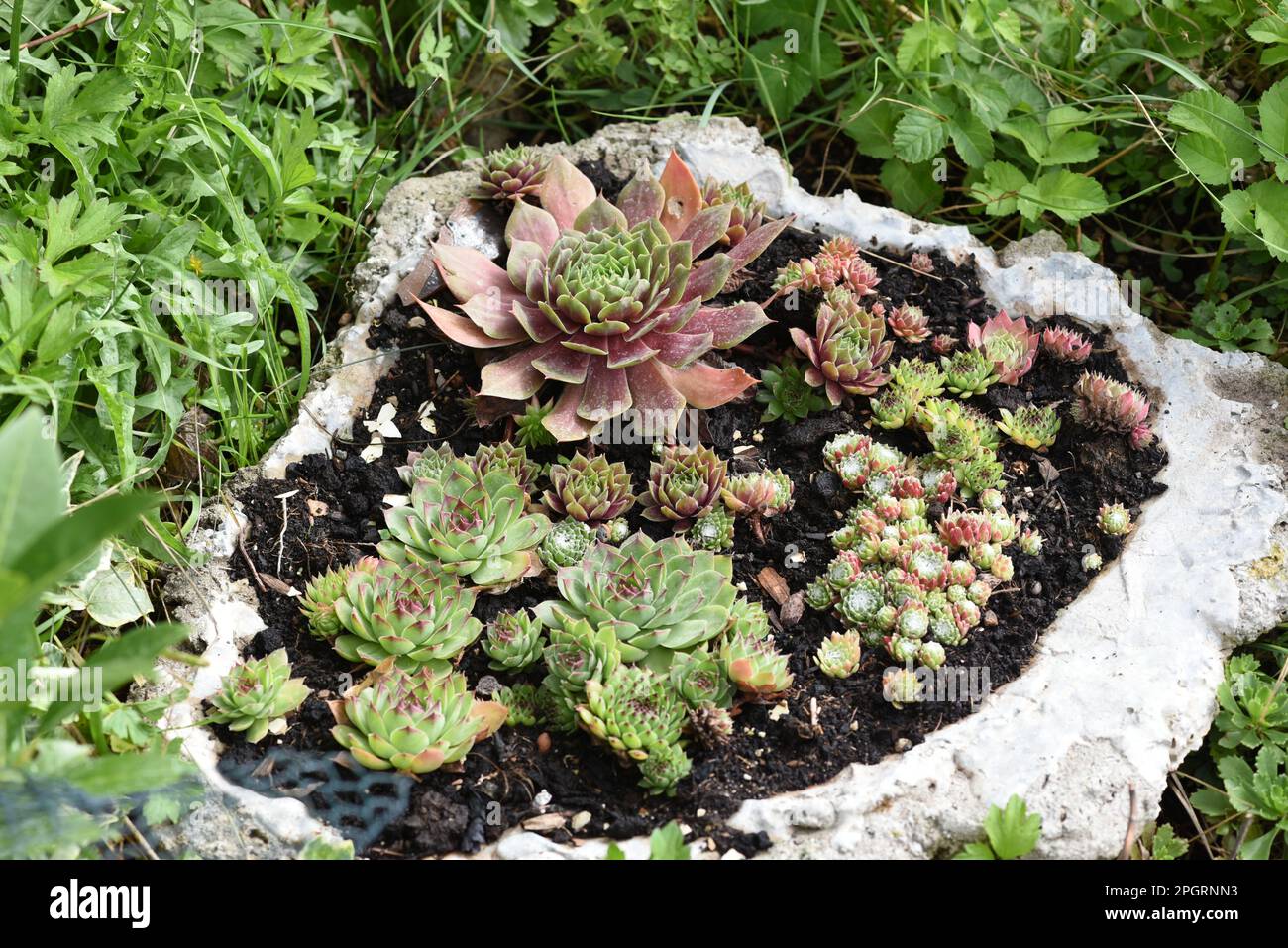 Hauswurz, Sempervivum, tectorum, ist eine Heilpflanze und eine ...