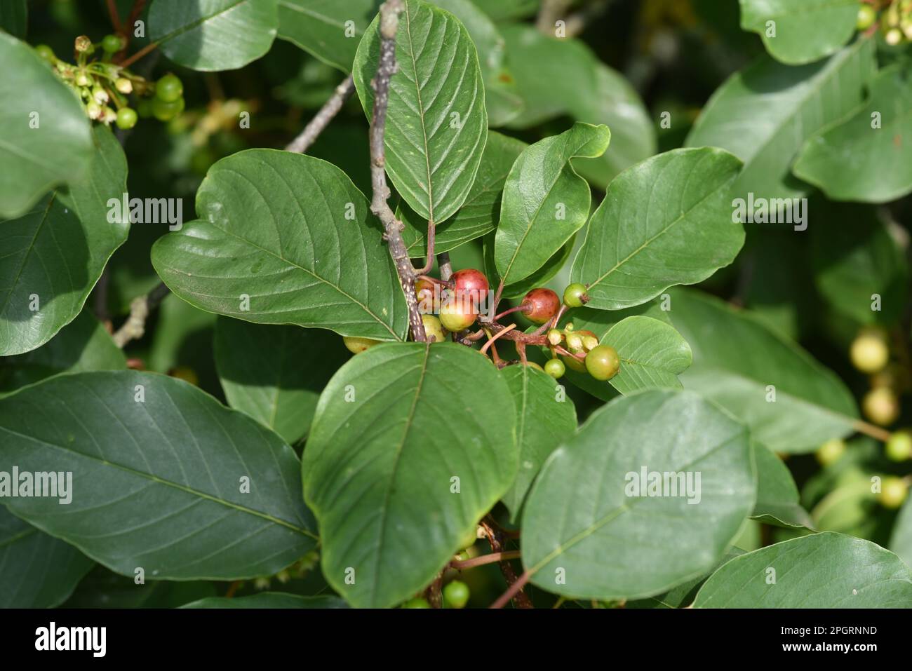 Faulbaum, Rhamnus frangula ist eine heimische Baumart und eine wichtige ...