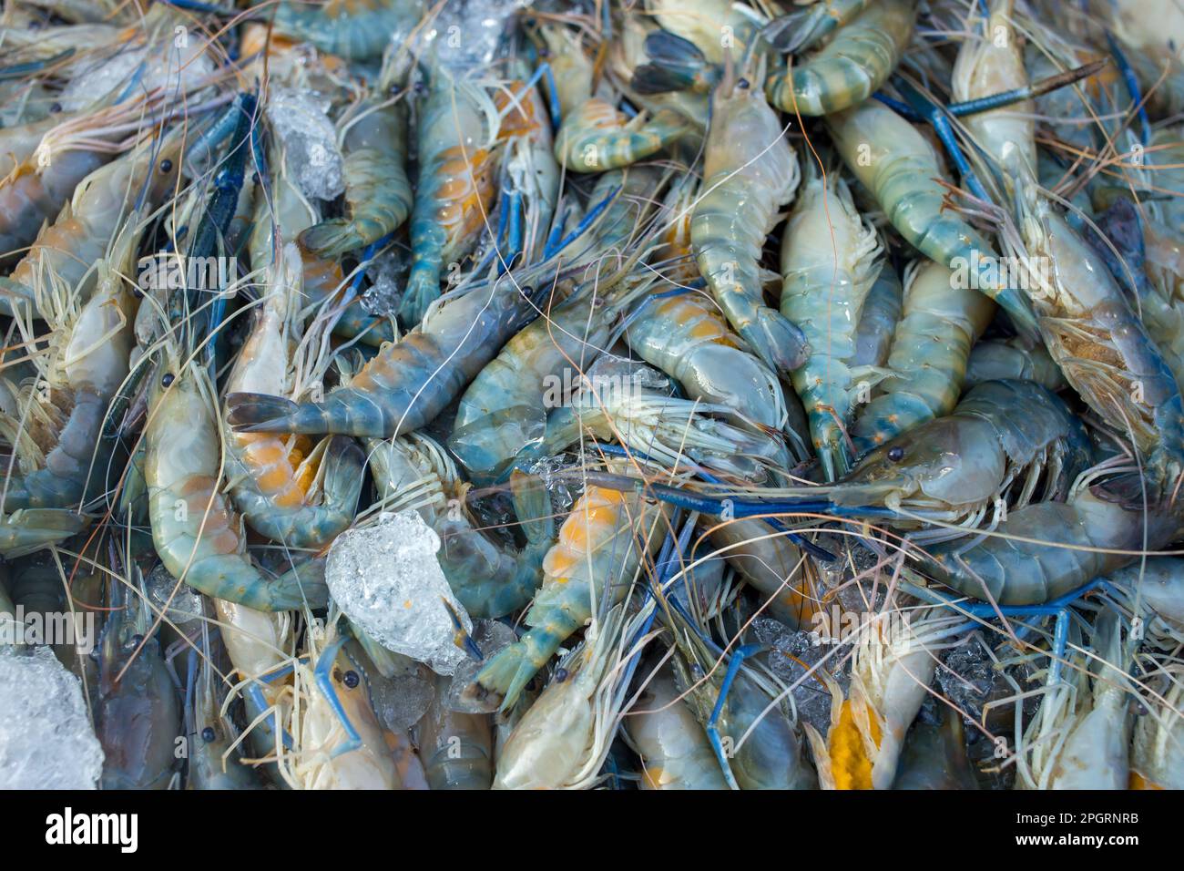 Fresh alive river prawns in the market on white isolated Stock Photo ...