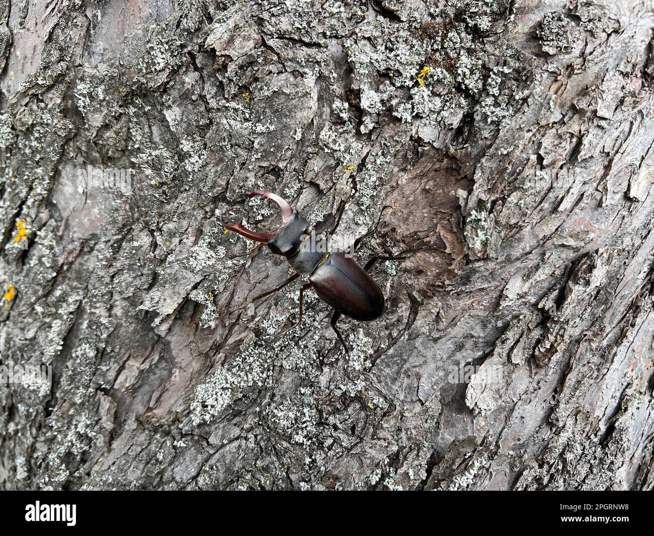 Kaefern hi-res stock photography and images - Alamy