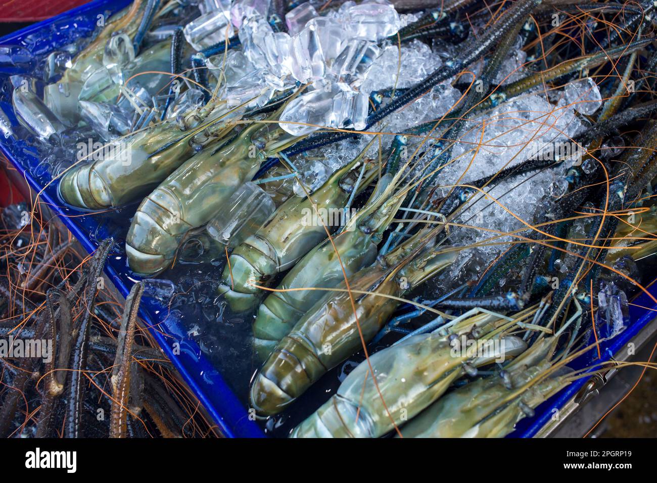 Fresh alive river prawns in the market on white isolated Stock Photo ...