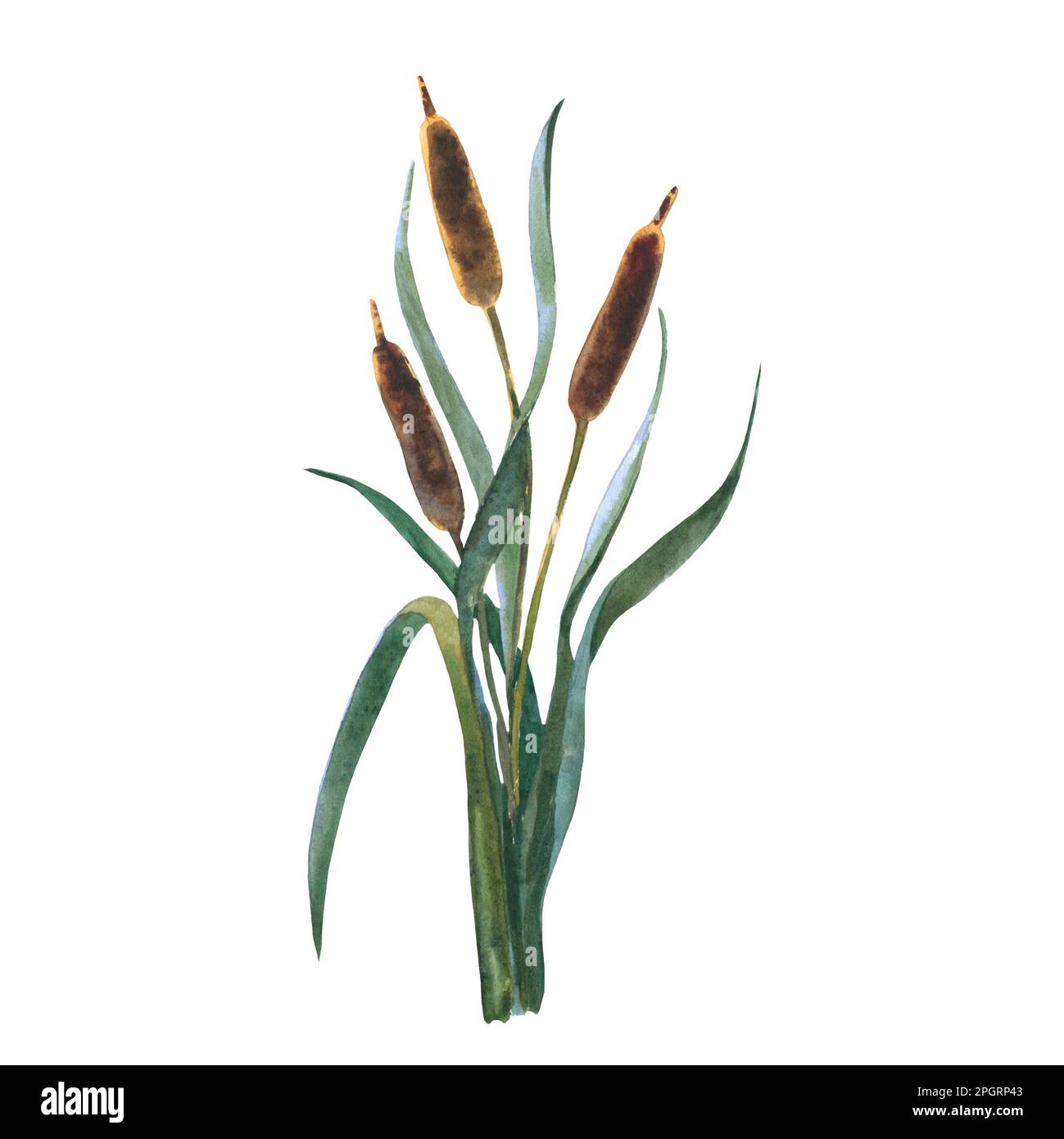 Watercolor reeds with leaves isolated on white background. Hand ...