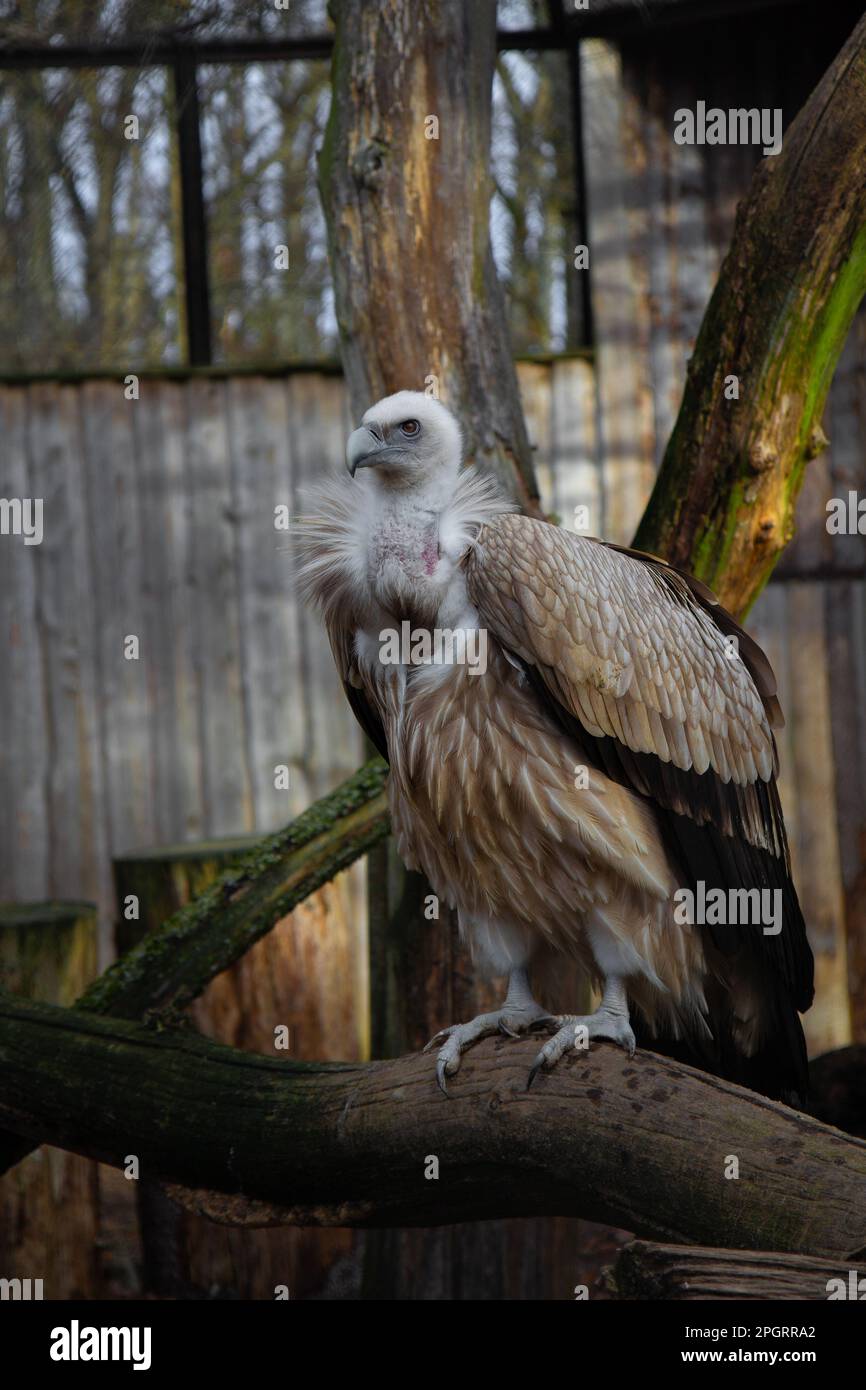 Himalayan vulture (gyps himalayensis).Vulture in zoo Stock Photo - Alamy