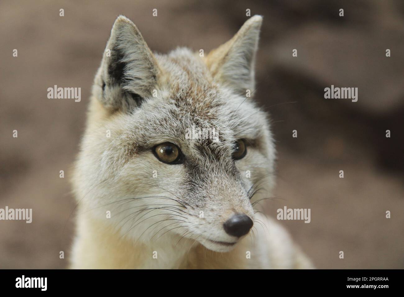 Corsak small fox from Asia Stock Photo - Alamy