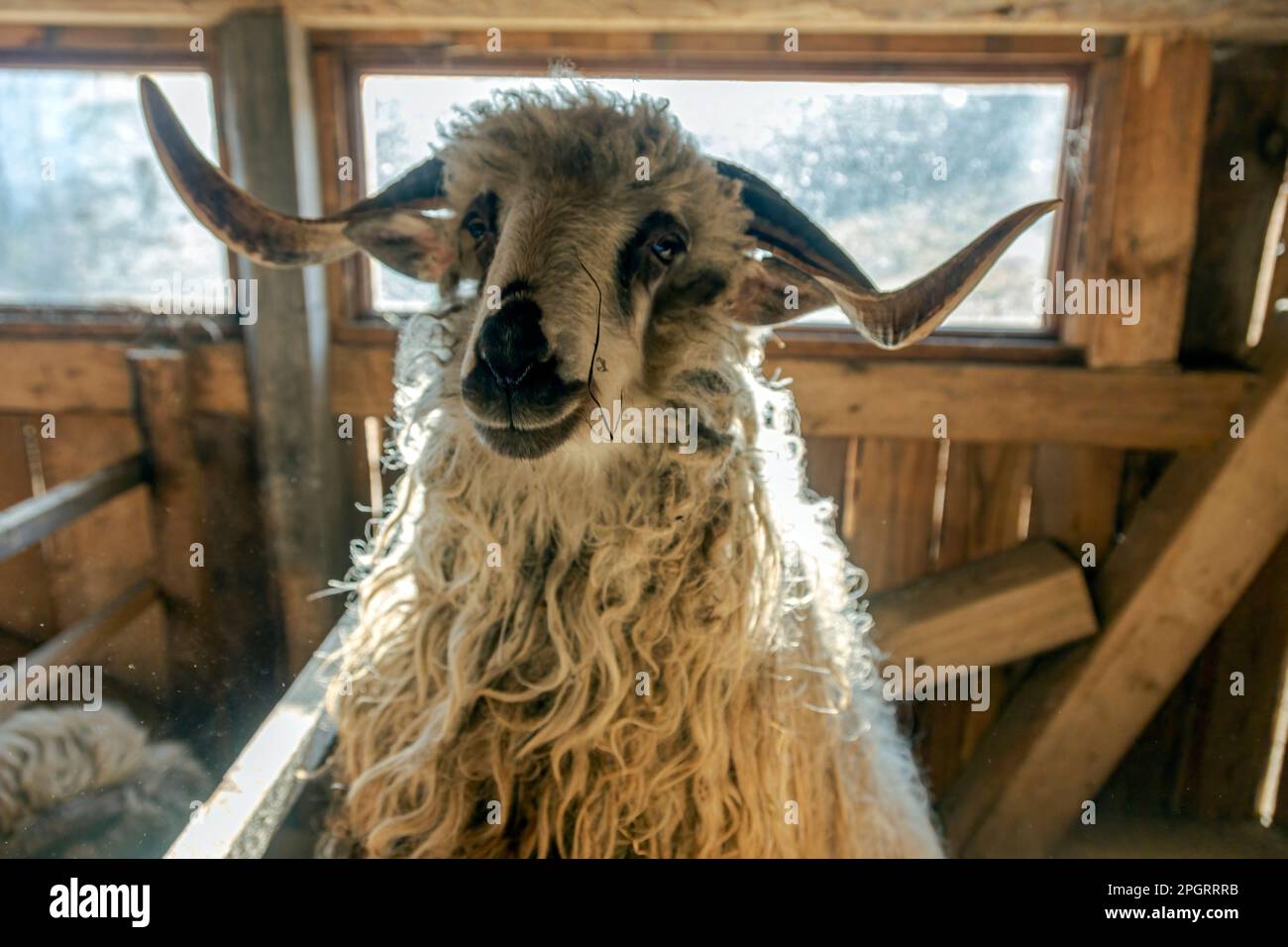 A ram with big horns stands in a fence. A macro of a sheep's nose and ...