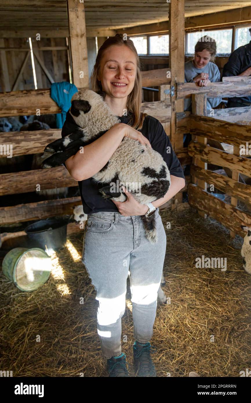 Domestic sheep shepherd holding sheep hi-res stock photography and ...