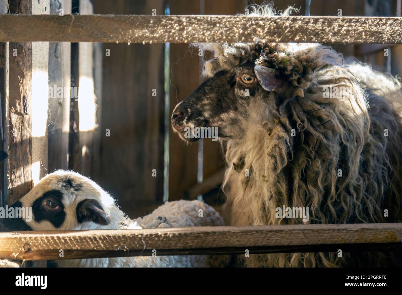 Beautiful sheep with white wool is standing by the feeding trough in the sheepfold. Close up of ...