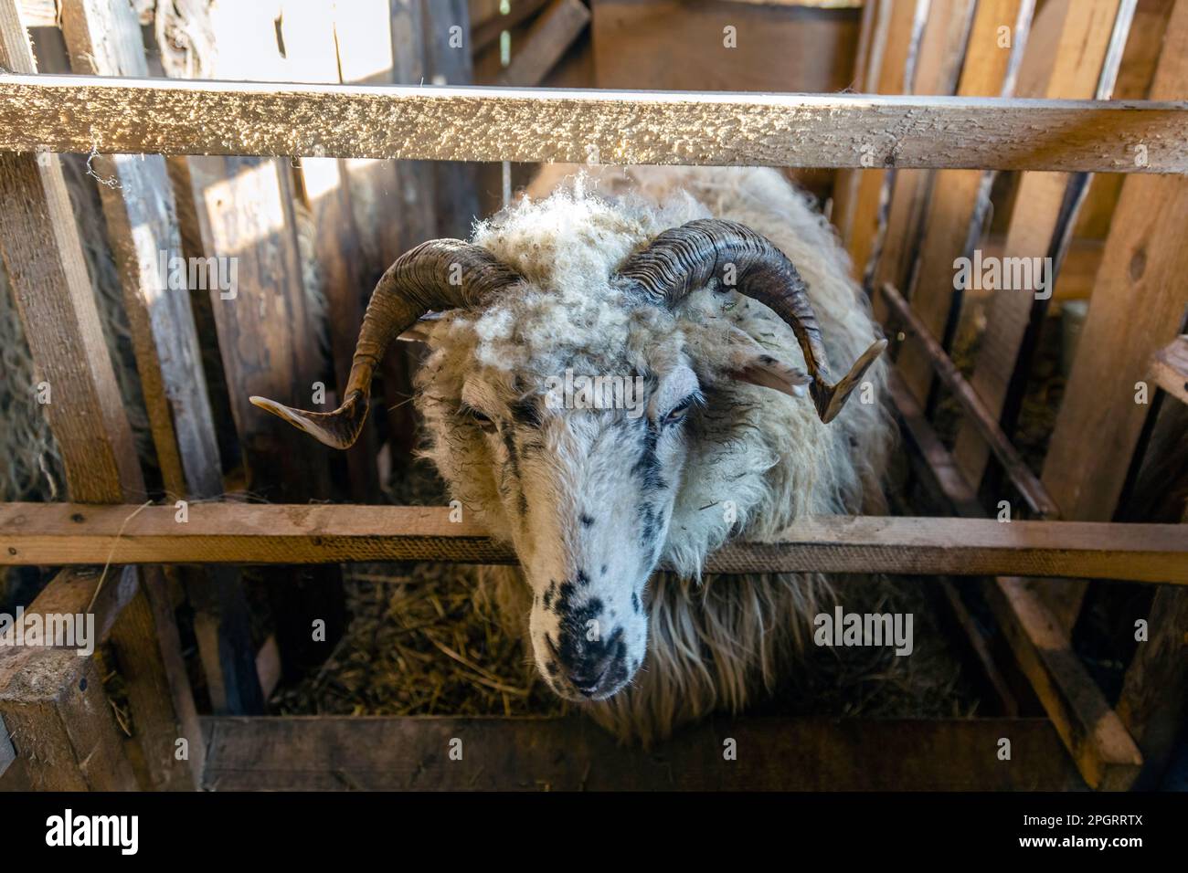 A ram with big horns stands in a fence. A macro of a sheep's nose and ...