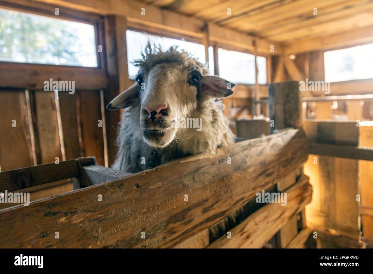 Beautiful sheep with white wool is standing by the feeding trough in the sheepfold Stock Photo ...