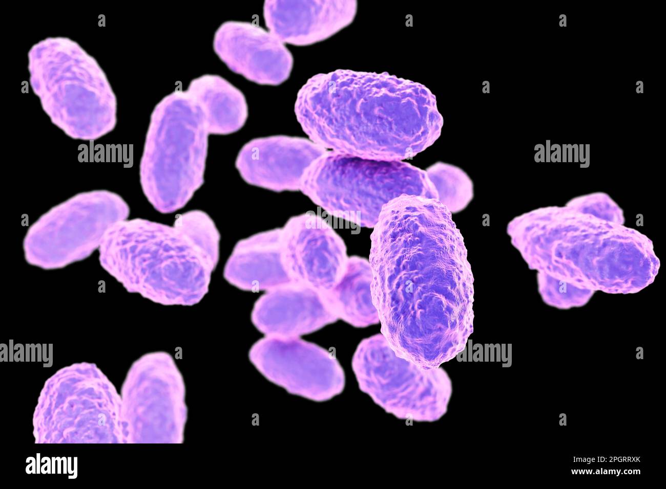 Gram negative coccoid bacterium hi-res stock photography and images - Alamy