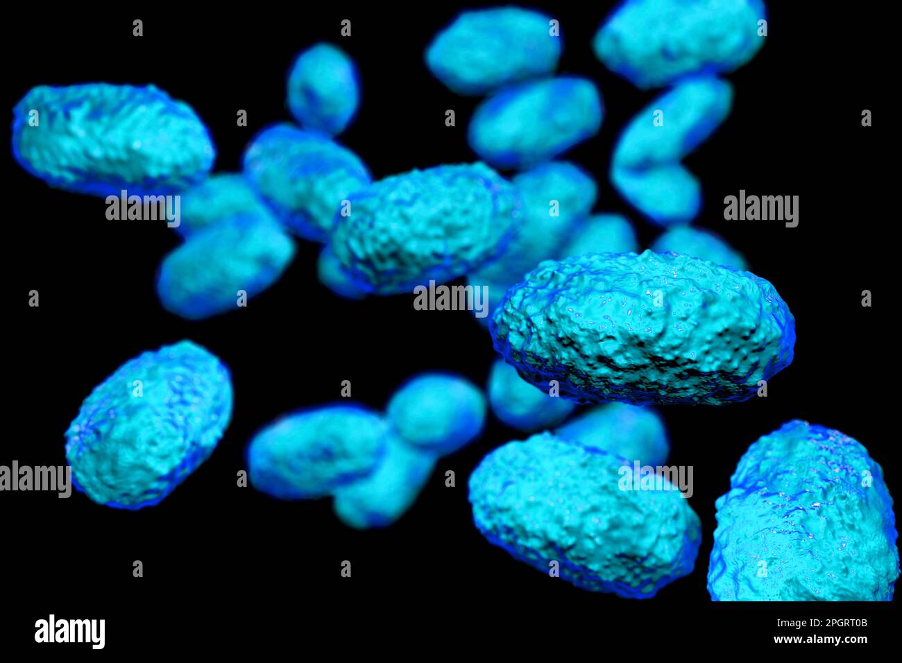 Gram negative coccoid bacterium hi-res stock photography and images - Alamy